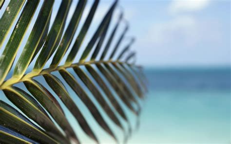 Tropical Leaves Desktop Wallpapers Top Free Tropical Leaves Desktop