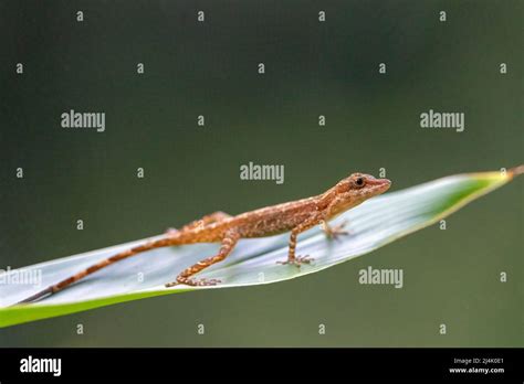 Close Up Of Slender Anole Anolis Limifrons La Laguna Del Lagarto