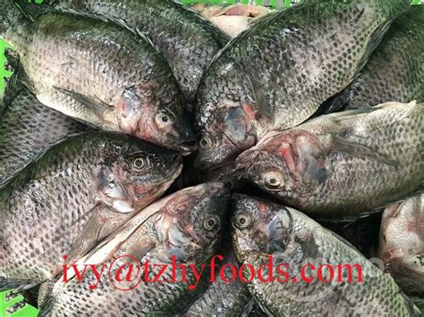 China Black Tilapia Pengilang Pembekal Kilang Tilapia Hitam Harga