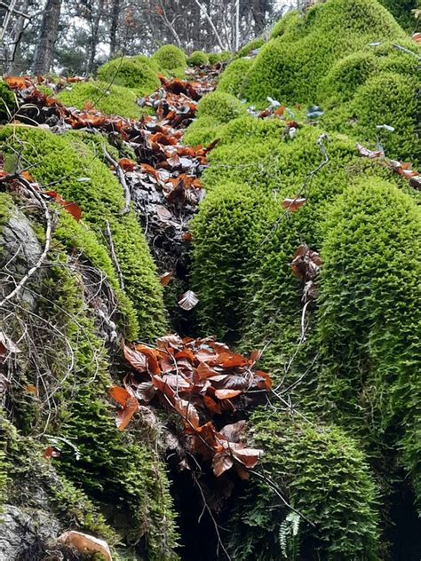 Moss Forest Nature Free Photo On Pixabay Pixabay