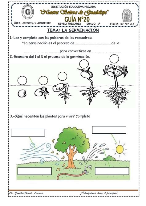 La Germinación Ciclos de vida de las plantas Actividades de