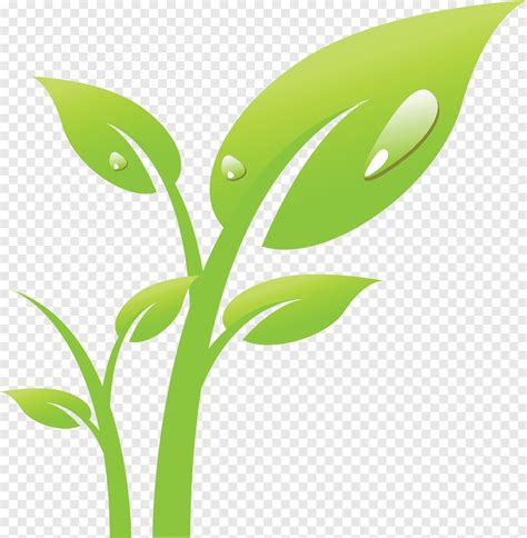 Tree Tree Leaf Branch Png Pngegg