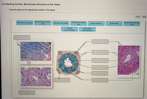 Solved Art Labeling Activity Microscopic Structure Of The Chegg