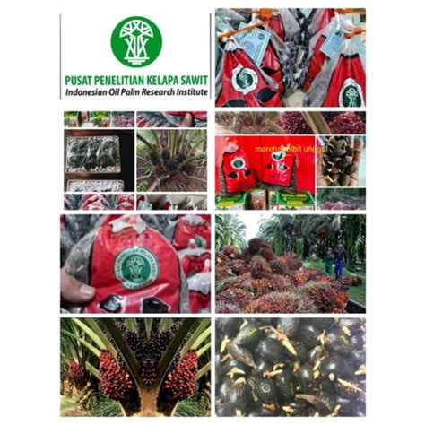 Jual Bibit Benih Kecambah Polong Sawit Ppks Dumpy Unggul Shopee Indonesia