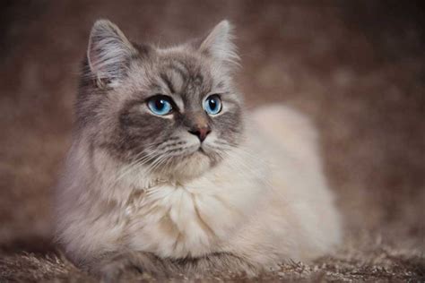 Voici Les Races De Chat Qui Sont Les Plus Paresseuses Racedechat