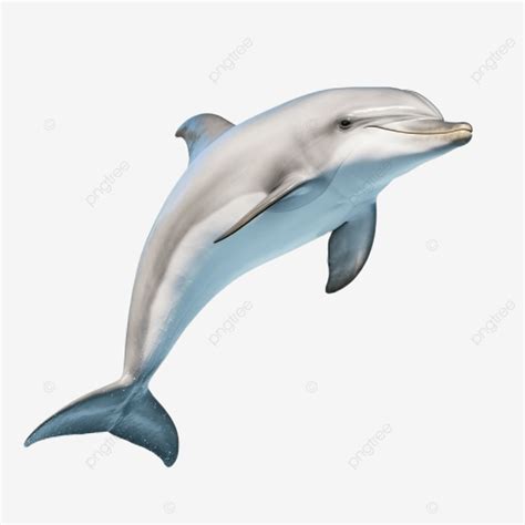 Delfín Animal Mamífero Fondo Blanco PNG dibujos 3d Clipart Delfín