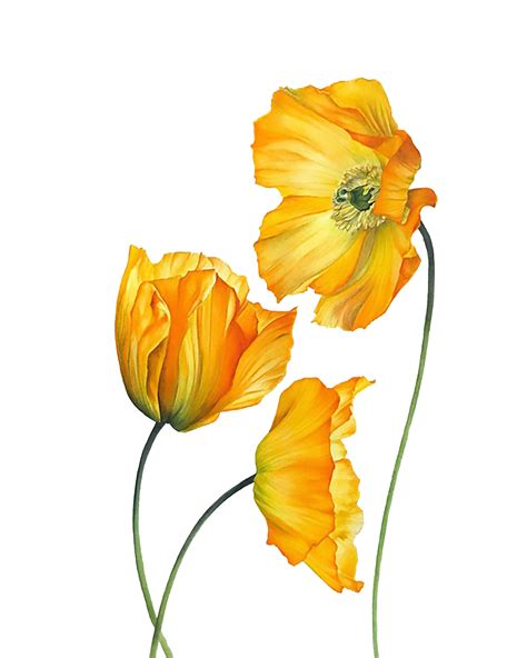 Poppy Painting Nature Art Painting Original Watercolor Painting
