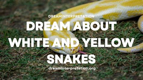 Dream About White And Yellow Snakes Interpretation Spiritual Meaning