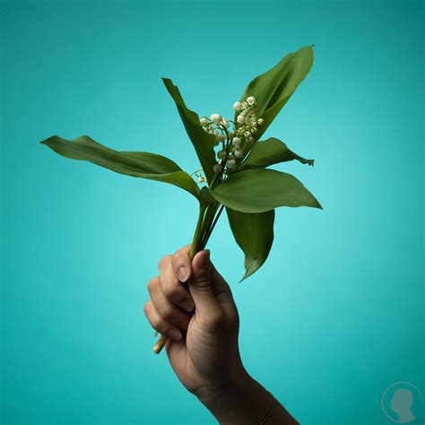 Pourquoi Offre T On Des Brins De Muguet Le 1er Mai