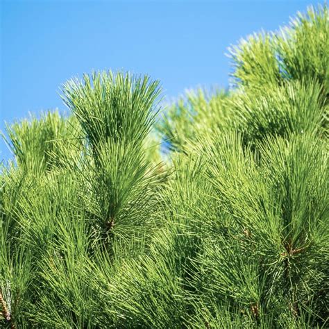 Pin Parasol ou Pinus Pinea Déco du Jardin à Reims