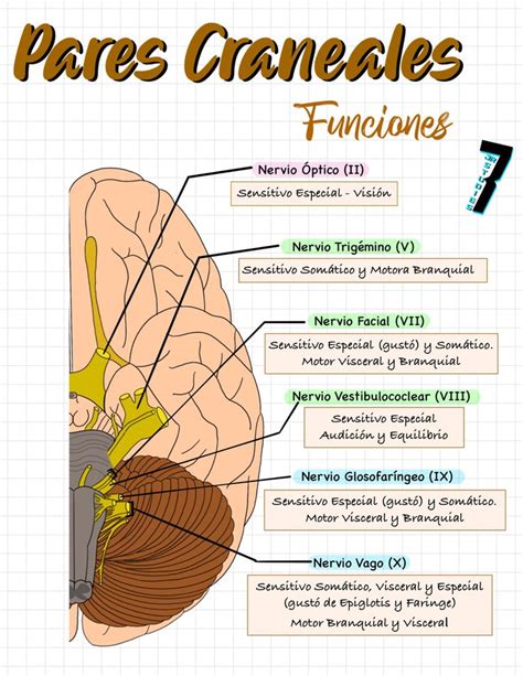 Funciones De Los Pares Craneales I Nervio Facial Nervio