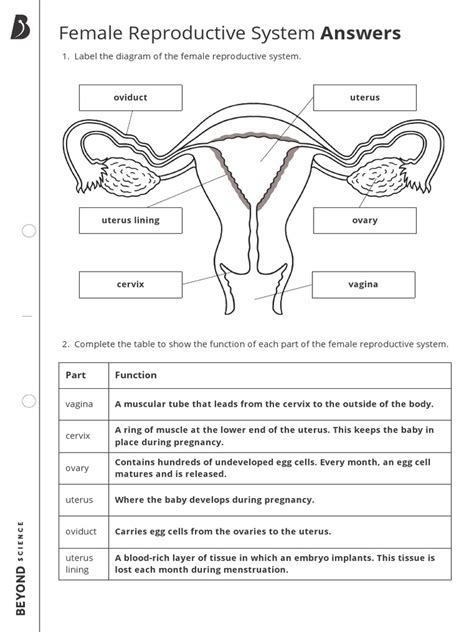 Human Reproductive System ESL Worksheet By Claumar2012 Worksheets