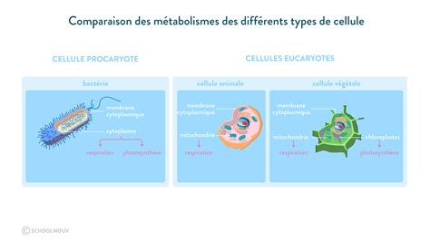 Métabolisme levures svt seconde TCT Korea