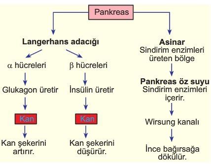 Endokrin Sistem Hormonlar Özellikleri Görevleri 11 Sınıf Biyoloji