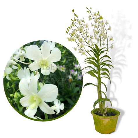 Dendrobium Shavin White 1991 Toh Garden Singapore Orchid Plant