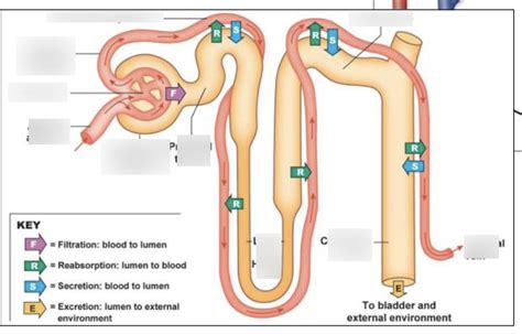 Nephron Diagram Diagram Quizlet