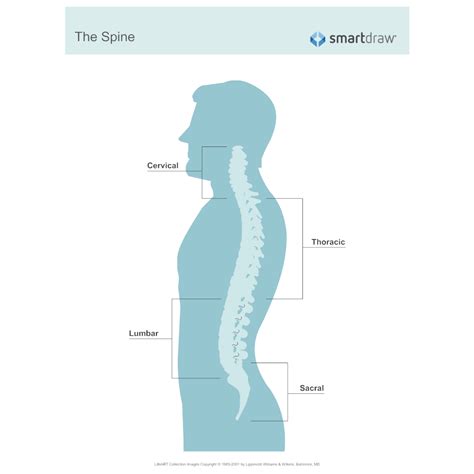 Skeletal System Diagram Types Of Skeletal System Diagrams Examples