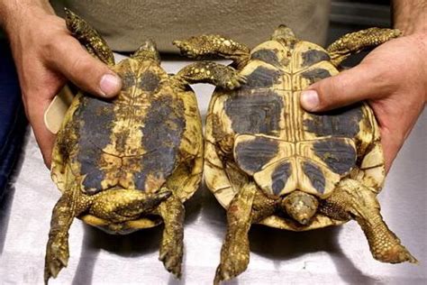 Conociendo El Sexo De La Tortuga Canal Mascotas