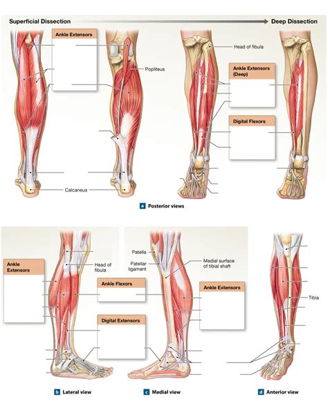 7 23 Muscles That Move The Foot And Toes Diagram Quizlet