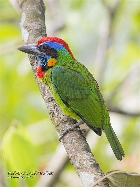 Ragam Burung Takur JBBKICAU