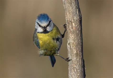 Blaumeise Vogel Zweig Kostenloses Foto Auf Pixabay
