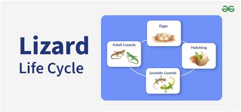 Life Cycle Of Lizard Stages Diagram And Facts Geeksforgeeks