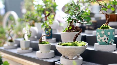 Estas Son Las 3 Plantas Que Debes Tener En Casa Para Atraer La
