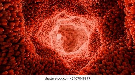 Villi Microvilli Over Royalty Free Licensable Stock Illustrations