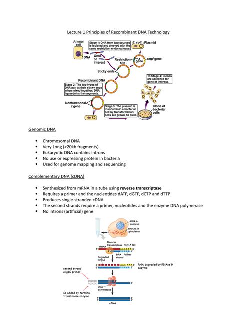 Lecture Principles Of Recombinant Dna Technology Lecture