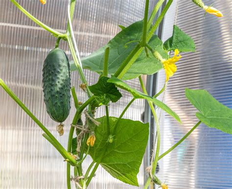 Gurken Im Gew Chshaus So Klappt Der Anbau Garten Blog