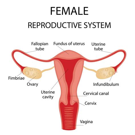 Human Anatomy Female Reproductive System Female Reproductive Organs