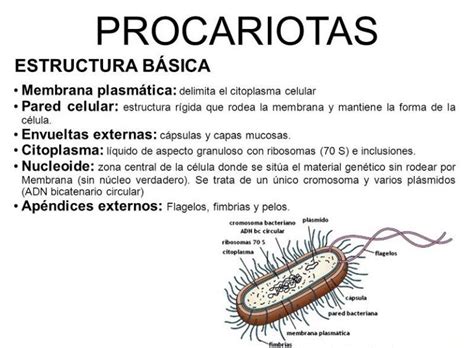 Procariotas Qué es Cuáles son Funciones y Características