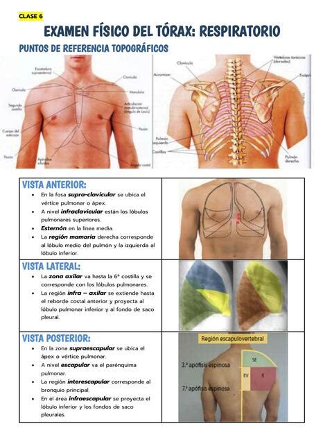 Examen físico del tórax respiratorio Laura Manuela uDocz