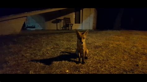 Deux renards à moins d un mètre de moi YouTube
