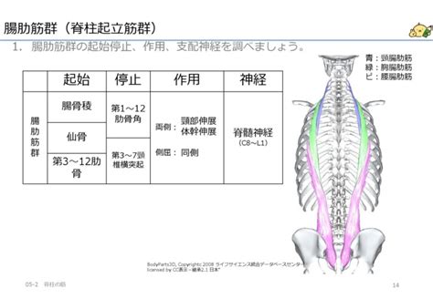 体幹伸展の筋は脊柱起立筋群横突棘筋群 作業療法士国家試験対策講座 国試がわかる