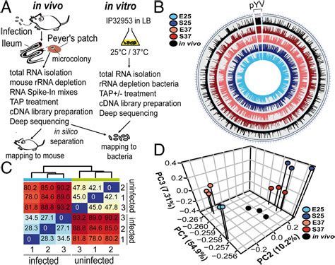 tissue dual rna sequencing allows simultaneous transcript profiling of a pathogen and its