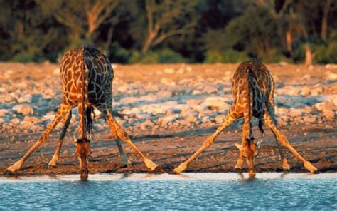 25 Curiosidades de las jirafas que no sabías