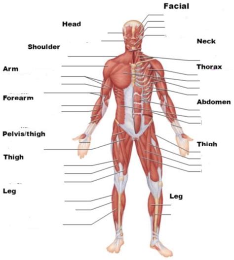 Anterior View Of Superficial Muscles Of The Body Diagram Quizlet