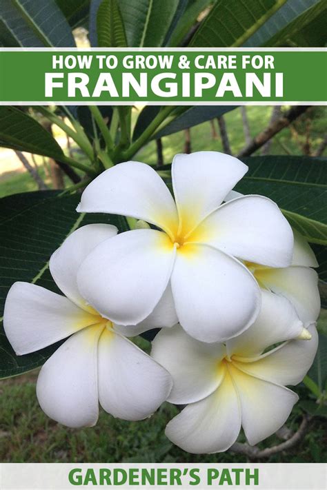 Growing Plumeria How To Care For Frangipani Gardeners Path