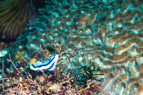 Nudibranch Anna S Chromodoris Chromodoris Annae In Anilao Batangas