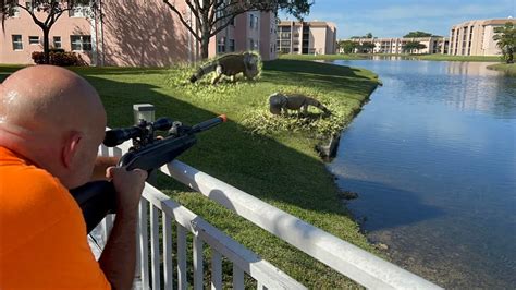 Massive Iguanas Squared Up Ready To Duel Hired To Remove Them Iguana