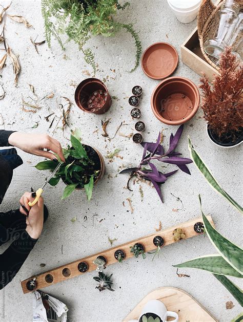 A Woman Planting Succulents By Stocksy Contributor Anna Malgina
