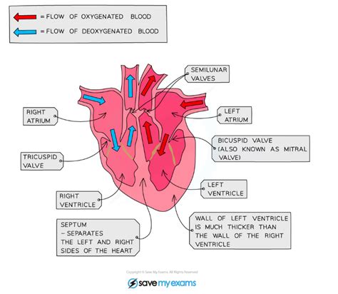 CIE IGCSE Biology 复习笔记9 1 7 Identifying Structures in the Heart Extended