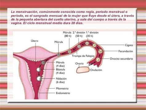 Etapas En El Ciclo Menstrual Mapa Mental