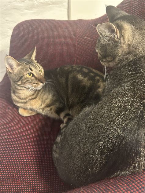 Alexandra Kohan on Twitter Por qué estás en mi silla Ni se te