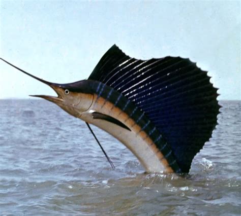 The Sailfish A Closer Look At The Fastest Fish In The Ocean