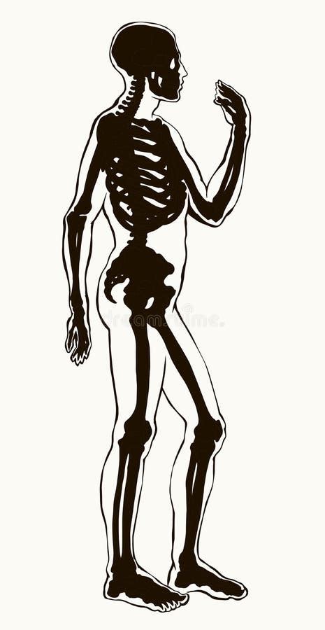 Esqueleto Humano Dibujo Esquem Tico Vectorial Stock De Ilustraci N
