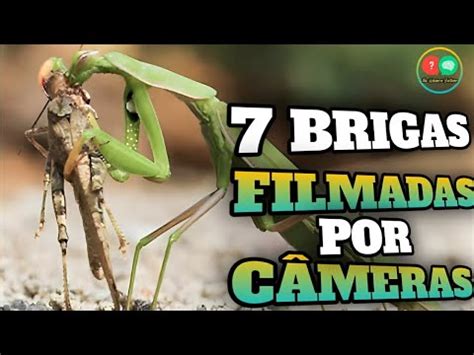 7 BRIGAS DE INSETOS FILMADAS POR CÂMERAS YouTube
