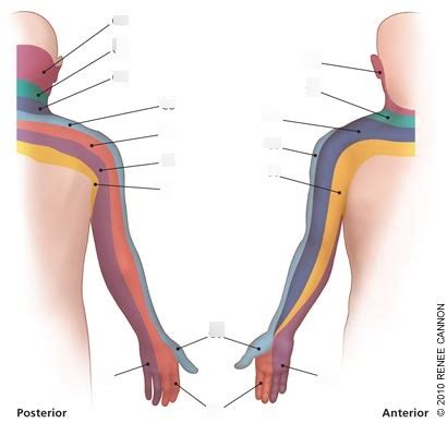 Upper Extremity Dermatomes Diagram Quizlet