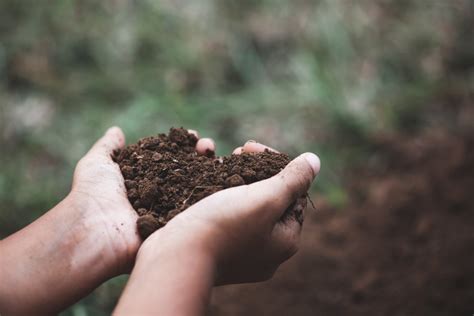 В почвах Вьетнама открыты шесть новых видов водорослей полезных для